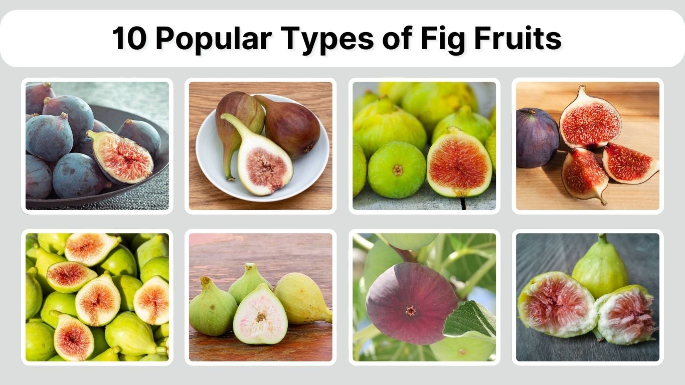 10 Popular Types of Fig Fruits You Should Know: Id with Pictures