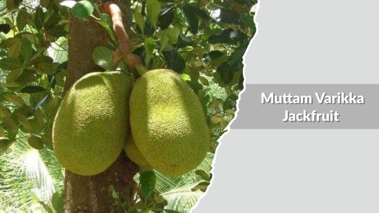 15 Common Types of Jackfruit You Should Know