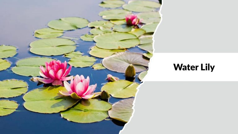 25 Types of Aquatic Flowers to Grow in Water: ID with Picture