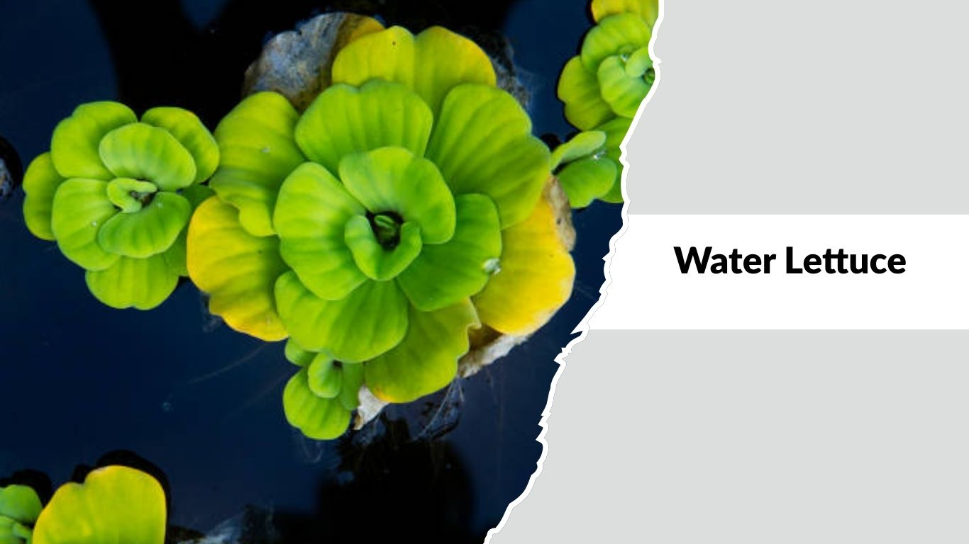 20 Plants That Grow in Water: Identification with Picture