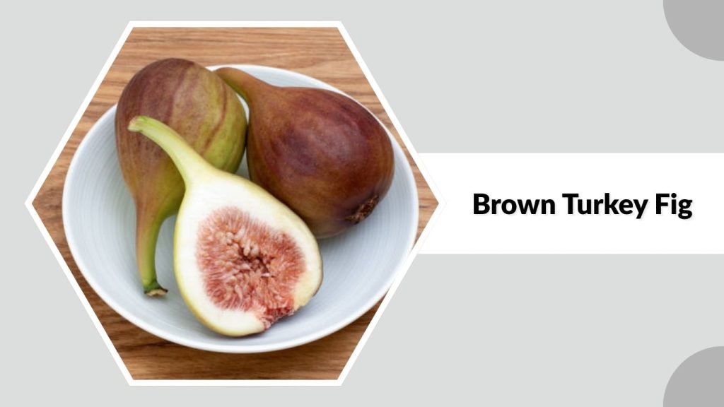 10 Popular Types of Fig Fruits You Should Know: Id with Pictures