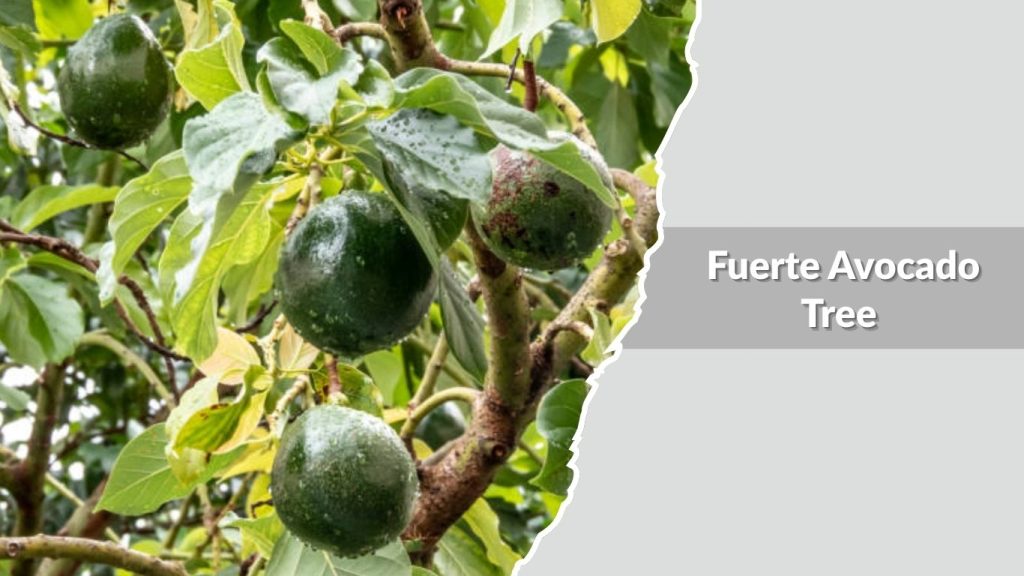 15 Different Types of Avocado Trees: Identification with Pictures
