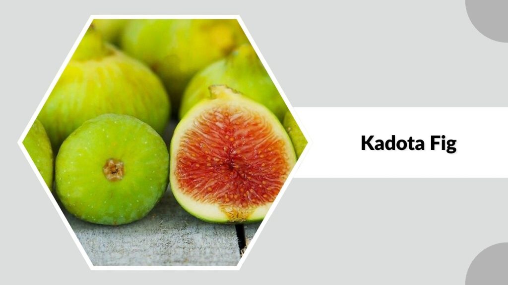 10 Popular Types of Fig Fruits You Should Know: Id with Pictures