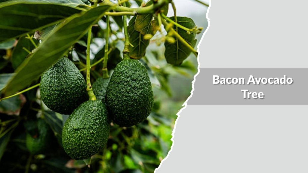 15 Different Types of Avocado Trees: Identification with Pictures