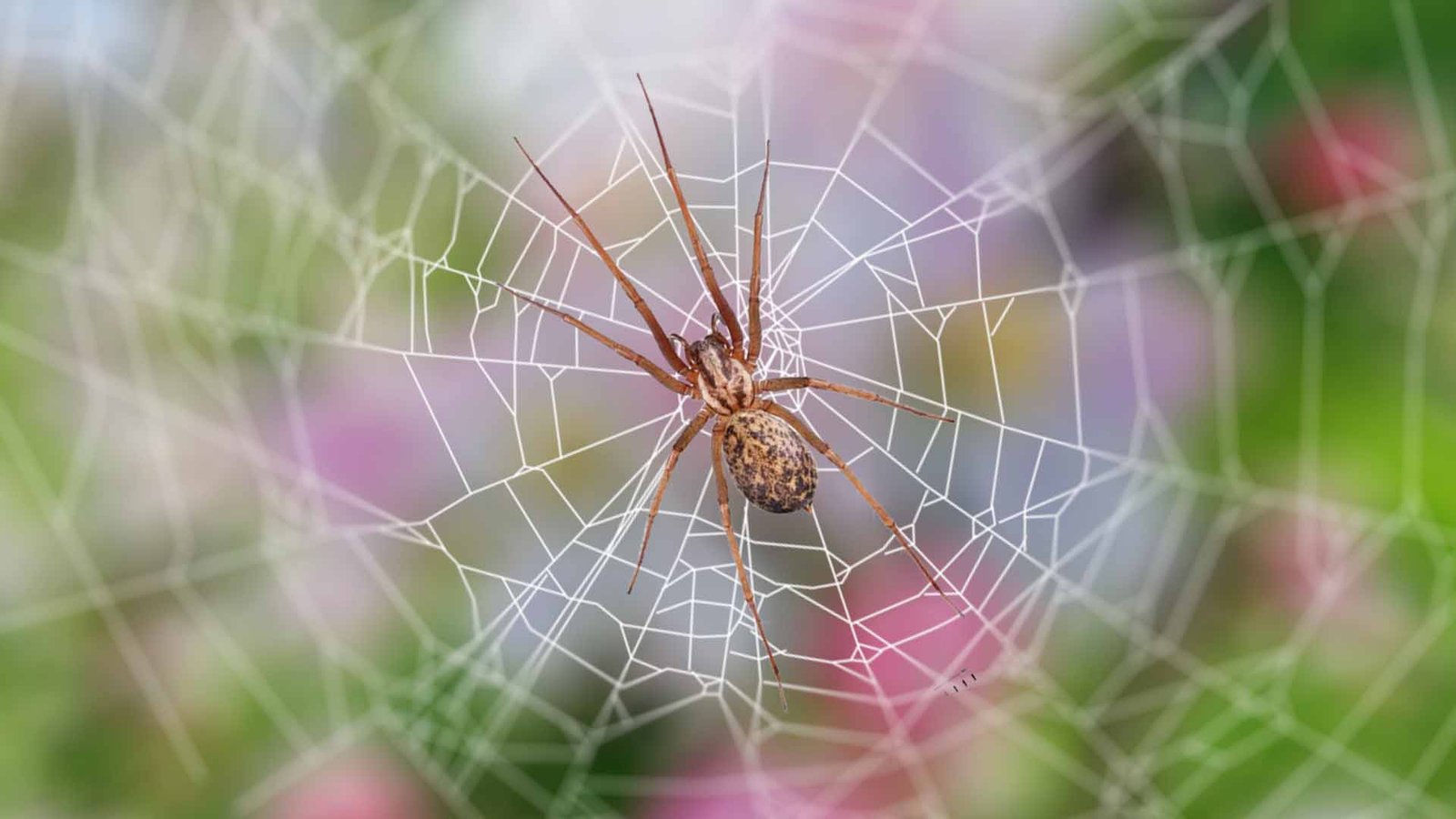 25 Common House Spiders Identification Guide With Pictures