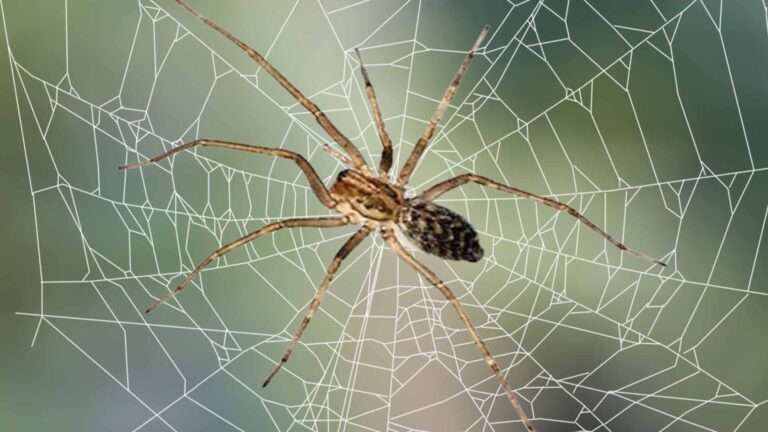 25 Common House Spiders: Identification Guide With Pictures
