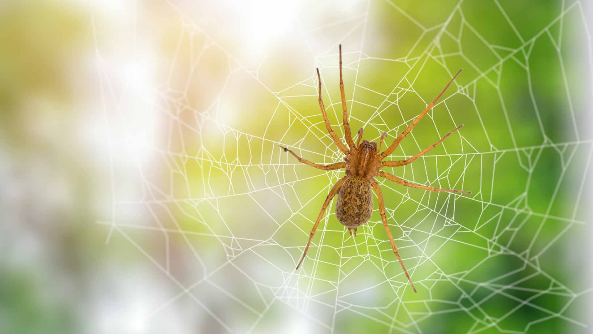 What is the Average Lifespan of a Hobo Spider?