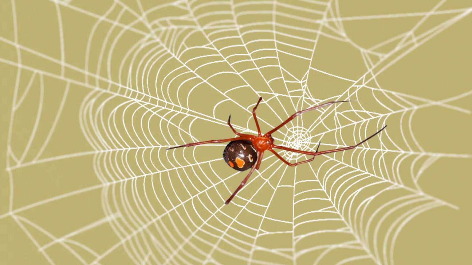 8 Red Spider With Black Back (ID with Pictures)