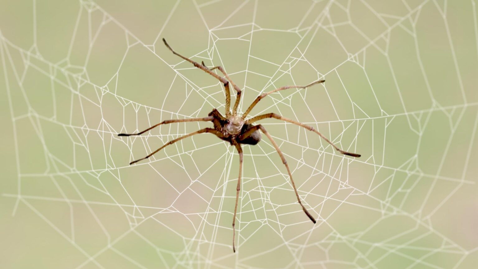 Southern House Spider vs Brown Recluse: What is Difference?