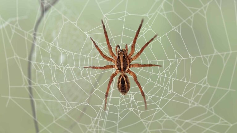 Are Wolf Spiders Poisonous for Humans, Cats or Dogs? (Explained)