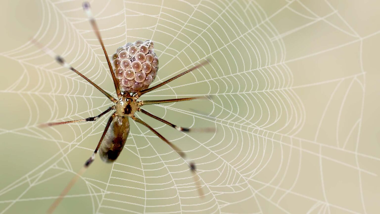 Cellar Spider Vs Daddy Long Legs: What Are the Differences?