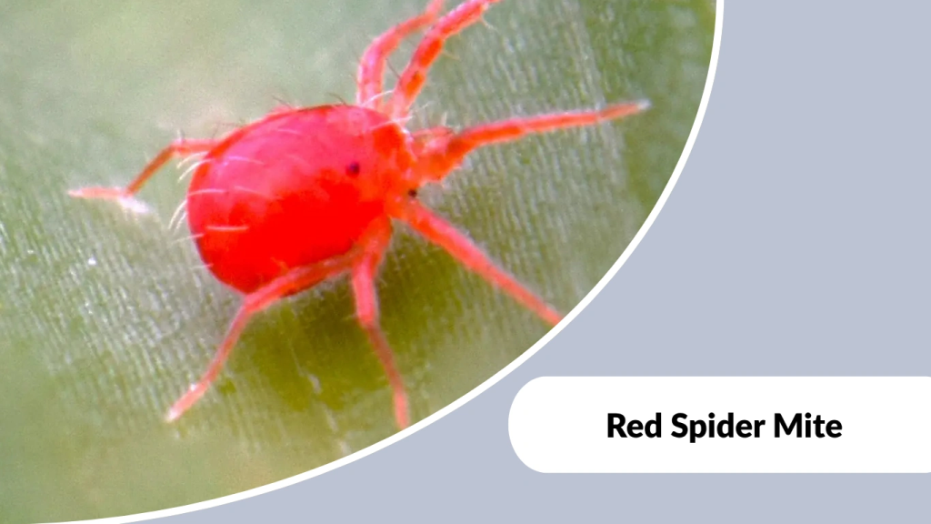 7 Small Red Spiders In House In 2026 (ID With Photo)
