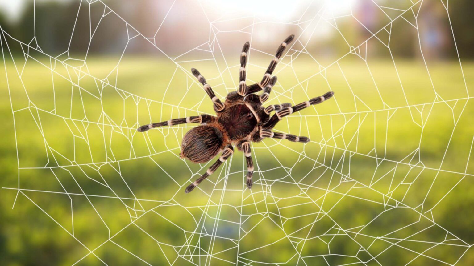 13 Common Spiders in Florida: Identification Chart, Pictures