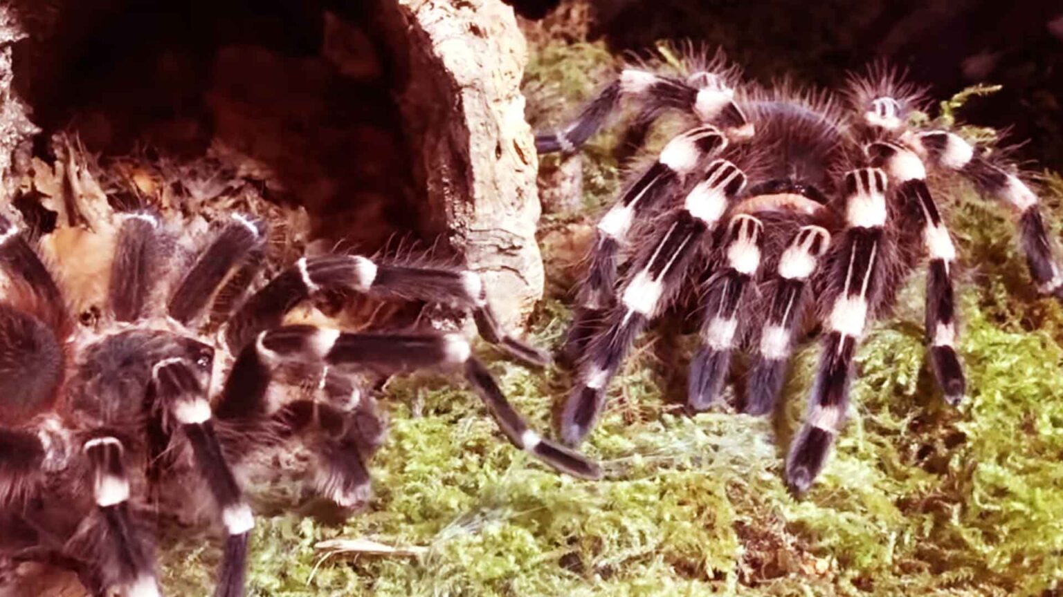 Brazilian White Knee Tarantula (Acanthoscurria geniculata)