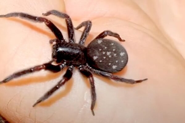 Spider Types