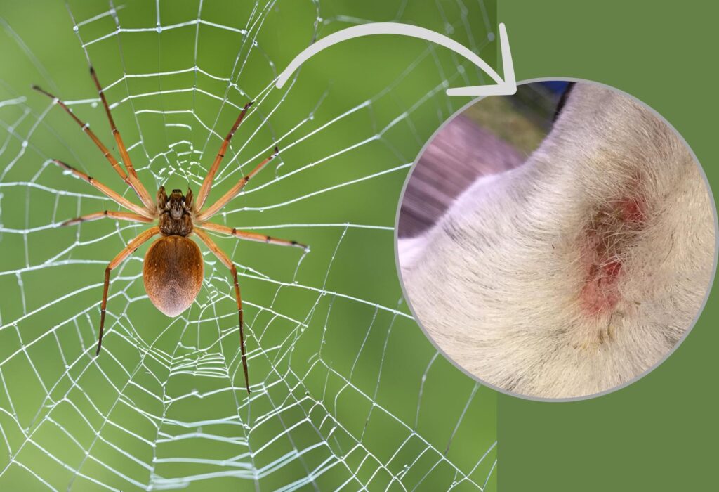Brown Recluse Spider Bites On Dogs (Identity by Pictures )