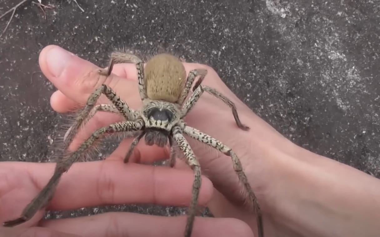 Australian Huntsman Spider: Size, Habitat, and Facts