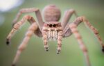 Australian Huntsman Spider: Size, Habitat, and Facts