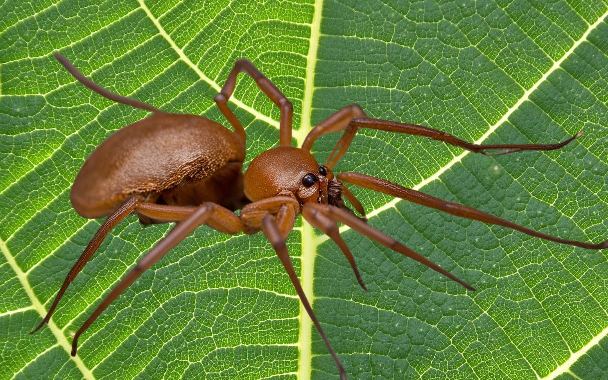 Brown Recluse Spider Locations and Behaviors (With Images)