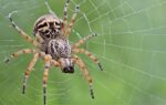 Wolf Spider Habitat and Locations (Comparison with others)
