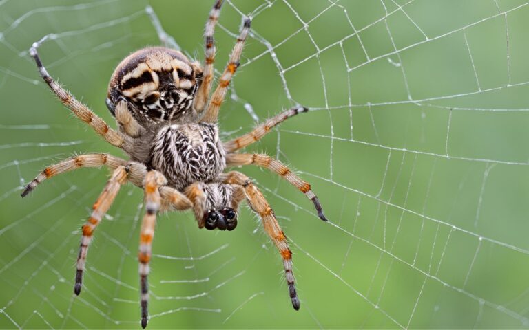 Wolf Spider Habitat and Locations (Comparison with others)