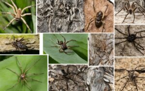 Wolf Spider Habitat and Locations (Comparison with others)