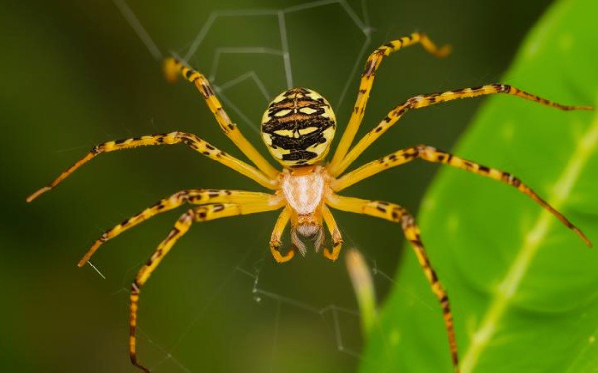 Banana Spider Bites: Symptoms & Risks Explained