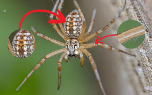 Hobo Spider Size, Fact, Identification with Images