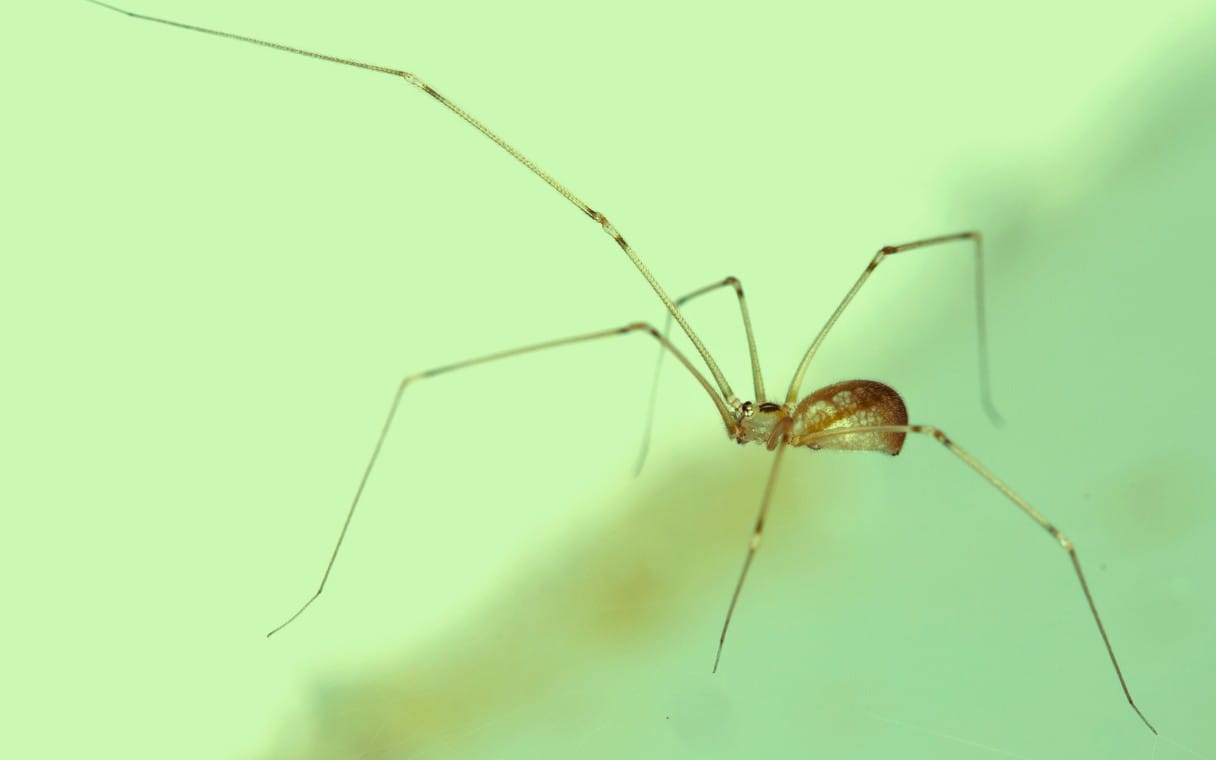 Cellar Spider, size, Behavior, Habitat, Diet & Lifespan