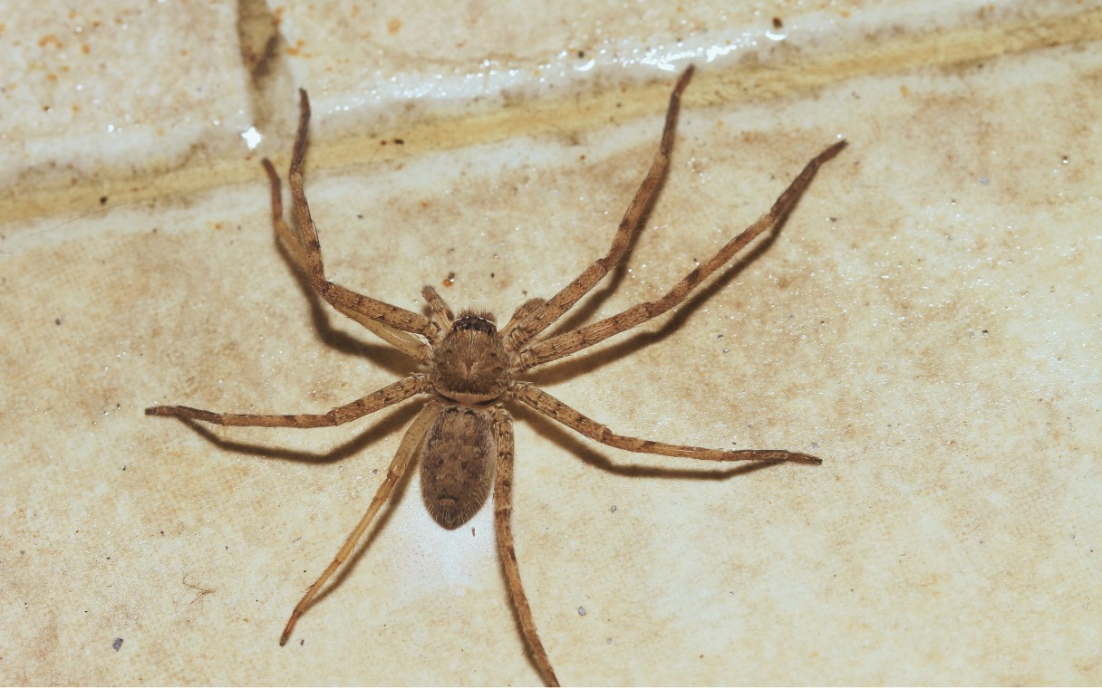 Southern House Spider vs. American House Spider