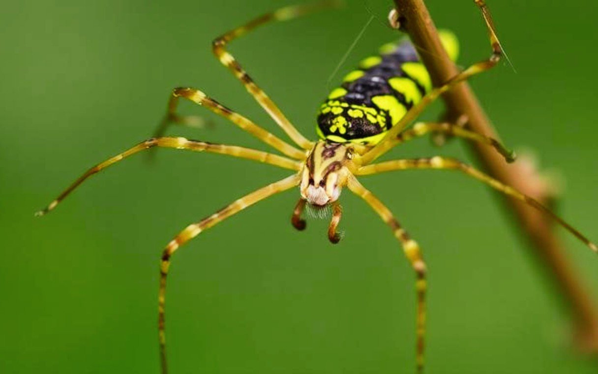 Banana Spider Bites: Symptoms & Risks Explained