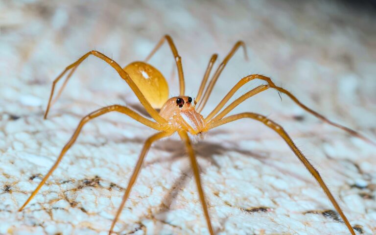 Cellar Spider, size, Behavior, Habitat, Diet & Lifespan