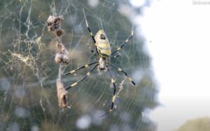 Joro Spiders in Georgia: Everything You Need to Know