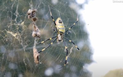 Joro Spiders in Georgia: Everything You Need to Know