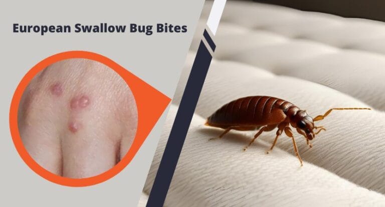 10 types of bed bug bites: Identification chart with pictures