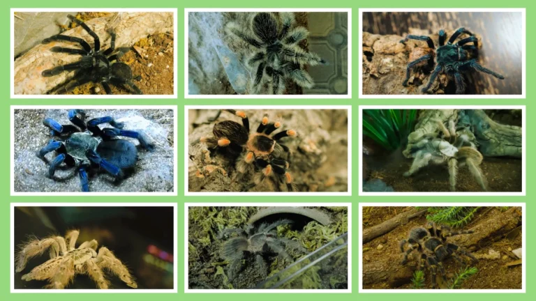 - Wellcome to SpiderZoon