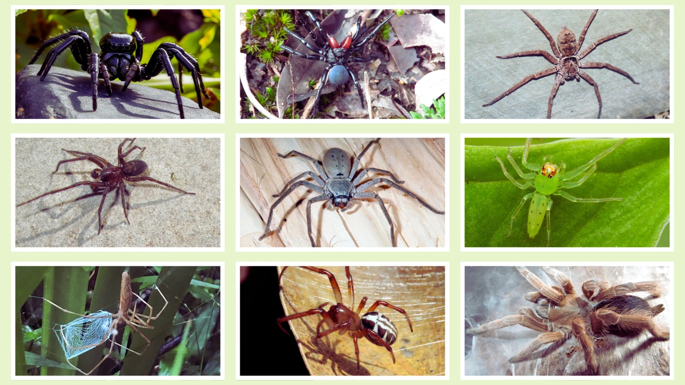30 Types of Australian Spiders: Identification With Images