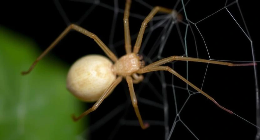 25 Common House Spiders Identification Guide With Pictures