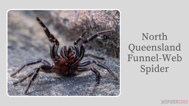 12 Types of Funnel-Web Spiders: Identification With Pictures