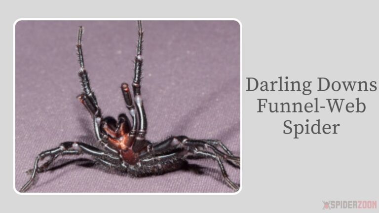 12 Types of Funnel-Web Spiders: Identification With Pictures