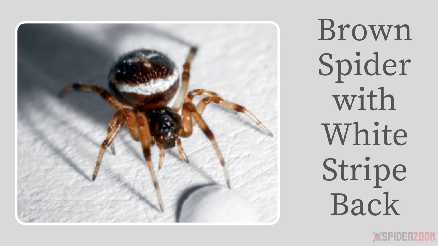Brown Spiders: Types, Regions, Identification With Picture