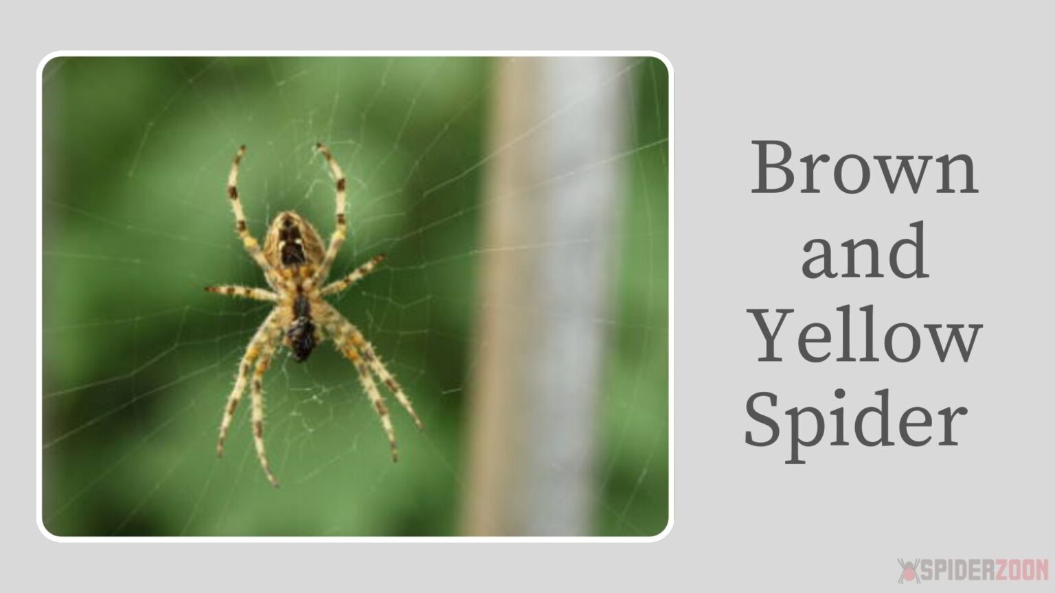Brown Spiders: Types, Regions, Identification With Picture