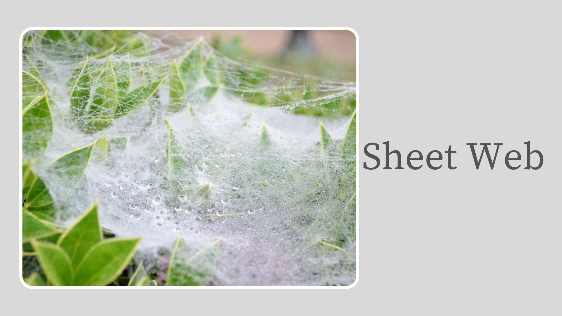 12 Types of Spider Webs: Identification With Pictures