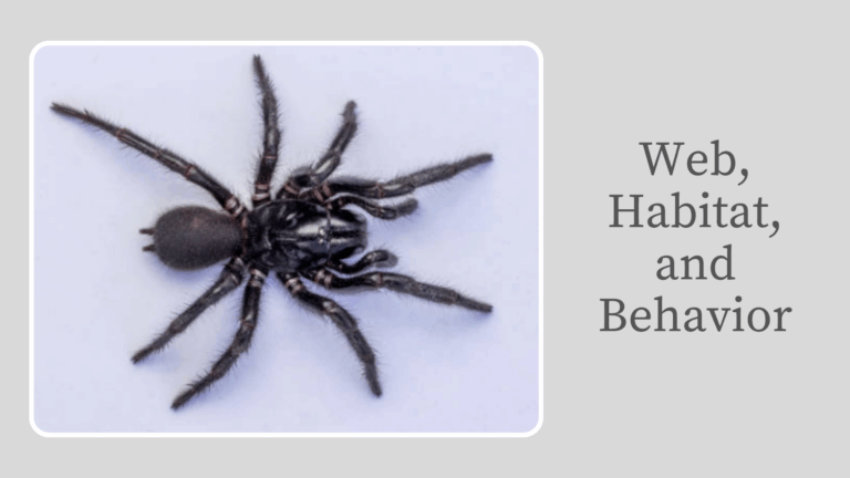 Sydney Funnel-Web Spider: 31 Surprising Facts (Atrax Robustus)