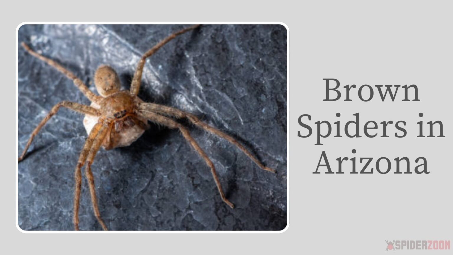 Brown Spiders: Types, Regions, Identification With Picture