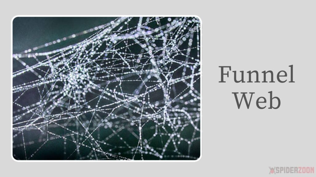 12 Types of Spider Webs: Identification With Pictures