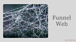 12 Types of Spider Webs: Identification With Pictures