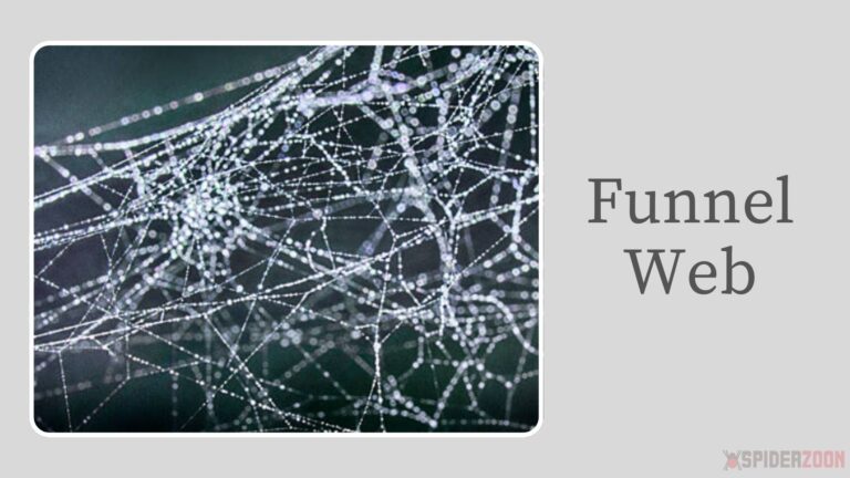 12 Types of Spider Webs: Identification With Pictures