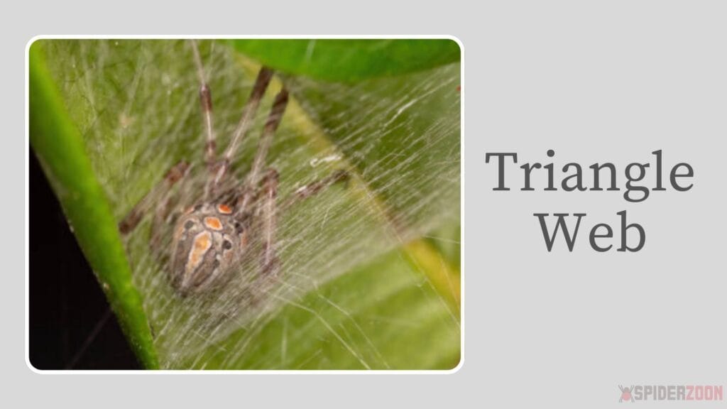 12 Types of Spider Webs: Identification With Pictures