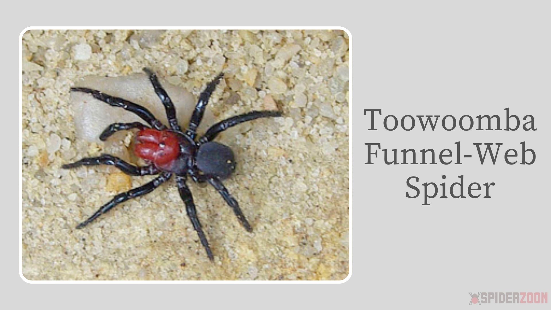 12 Types of Funnel-Web Spiders: Identification With Pictures